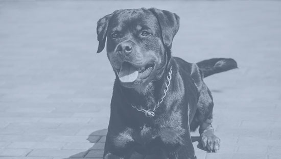 Dog & Pet Liability Insurance from Prime Insurance