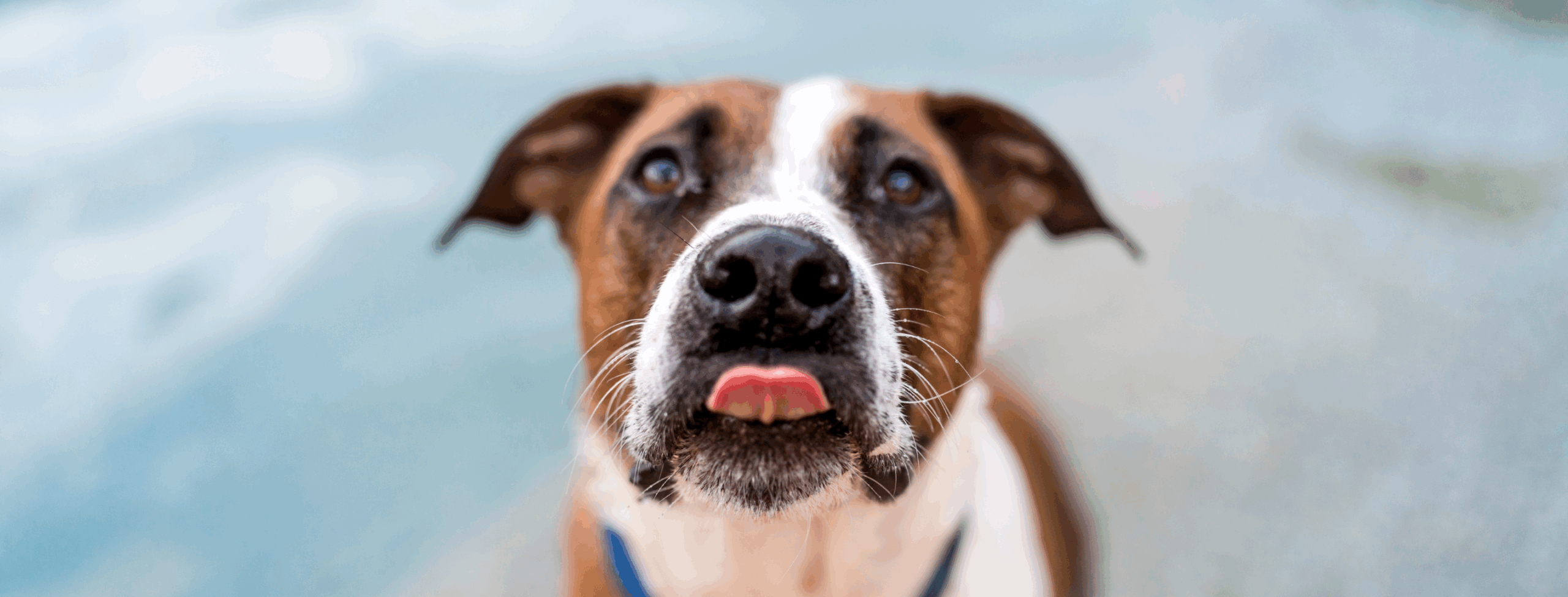 Dog Liability in Focus: Florida’s ‘Pam Rock Act’ and Opportunities with ...
